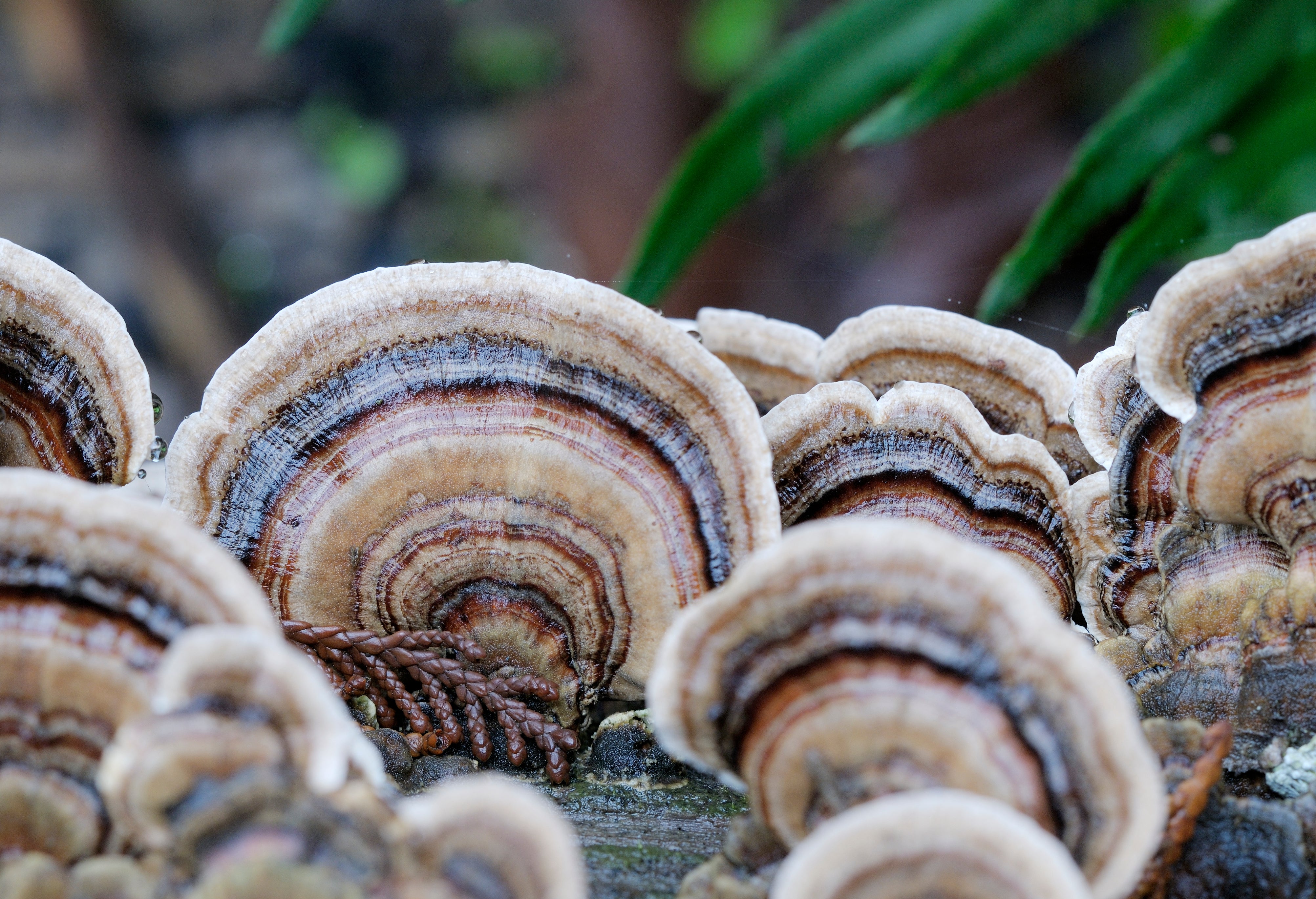 The Wonders of Turkey Tail Mushrooms: A Nutritional-Packed Mushroom Wi ...